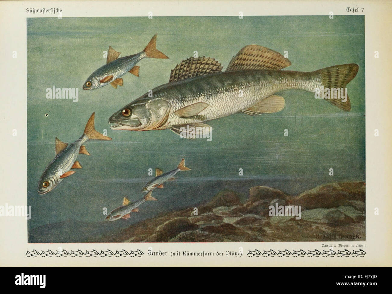 An illustration of freshwater fish species found in Germany, focusing ...