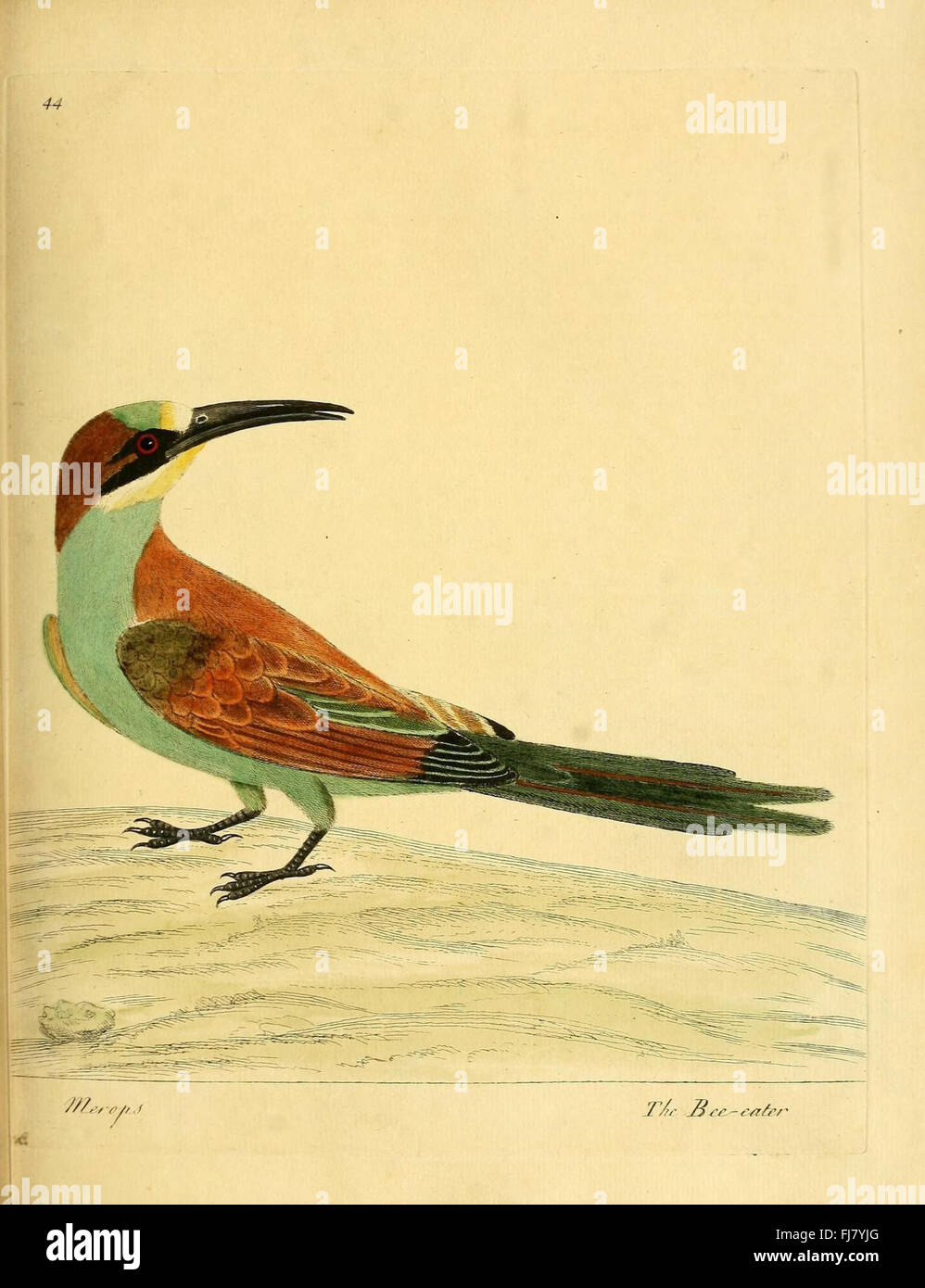 A page from *A Natural History of Birds*, describing various bird ...