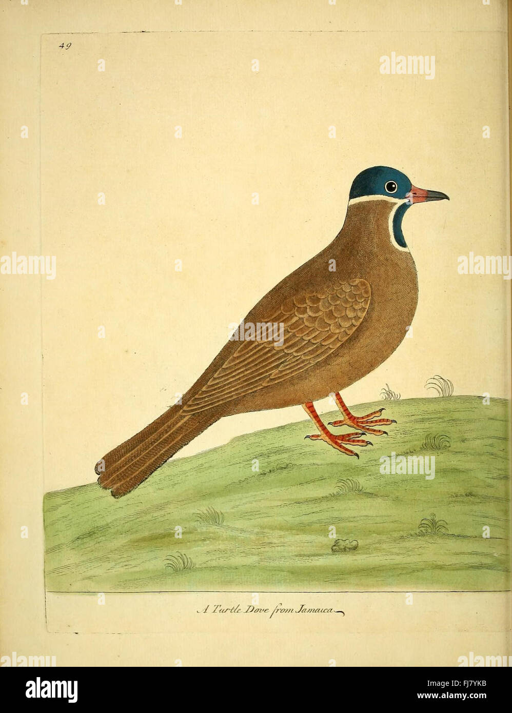 Illustration from 'A Natural History of Birds,' featuring various bird ...