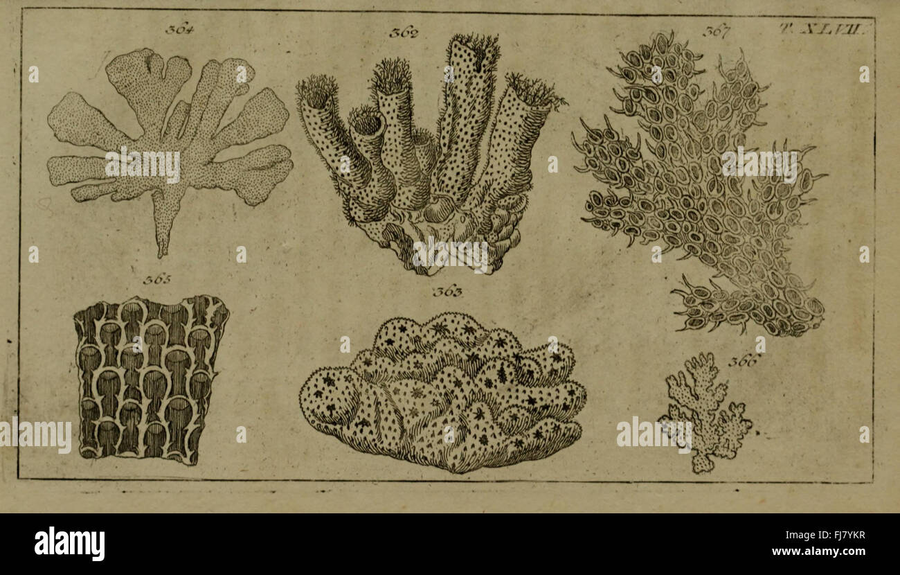 Harvard University, MCZ, Ernst Mayr Library, Mollusks Stock Photo - Alamy