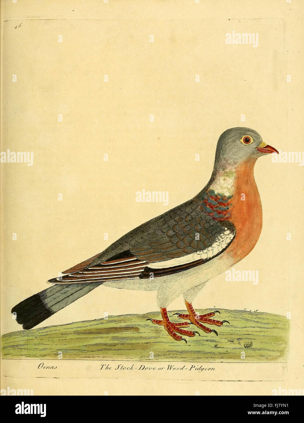 A natural history of birds (Numb. XLVI), Birds Early works to 1800 ...