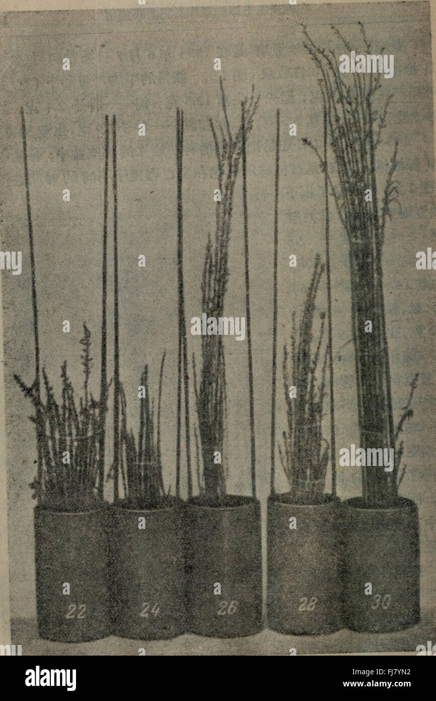 Veres szamar hi-res stock photography and images - Alamy