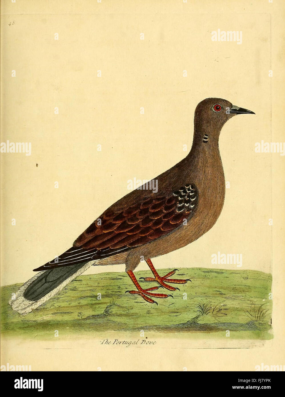 A natural history of birds (Numb. XLVIII Stock Photo - Alamy