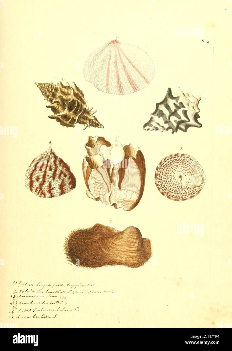 An artistic exploration of mollusks, shells, and snails, featuring ...