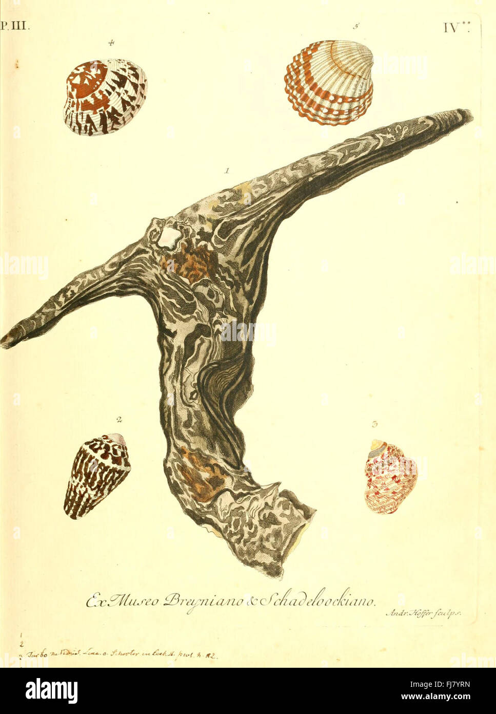 An early work exploring mollusks and their shells, with detailed ...