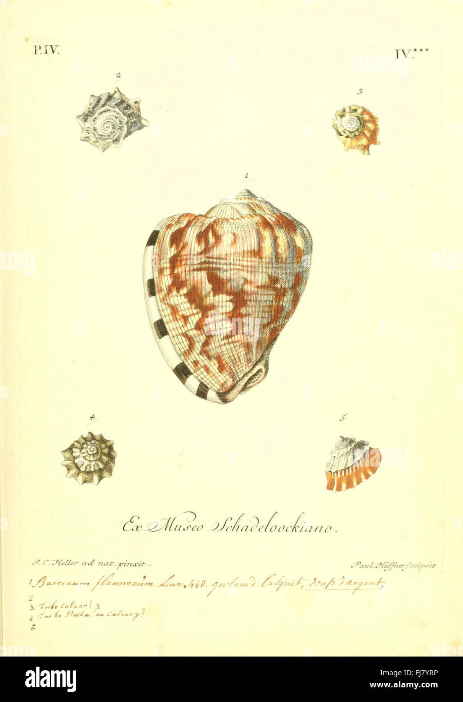 Delights for the Eyes and Mind, Collection of Shell Species, Mollusks ...