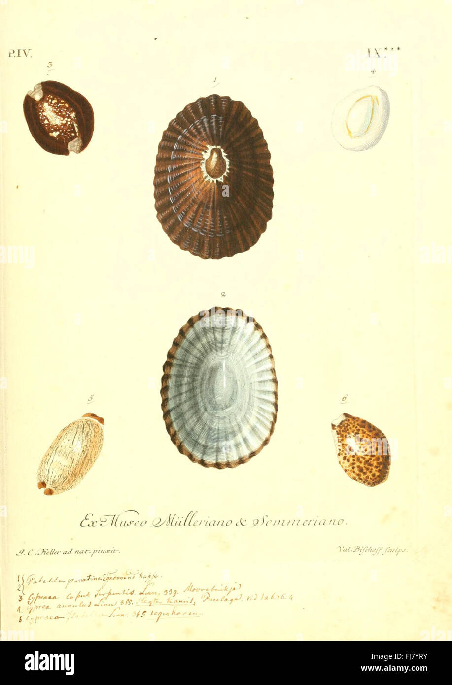 This 18th-century work presents detailed illustrations of mollusks ...