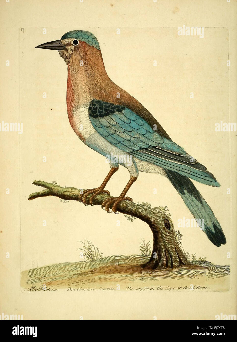 A natural history of birds (Numb. XVII Stock Photo - Alamy