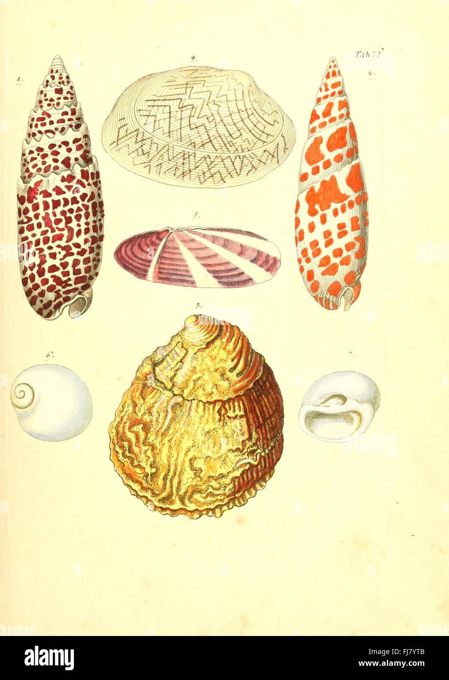 An early 18th-century work on mollusks, illustrated with shells and ...