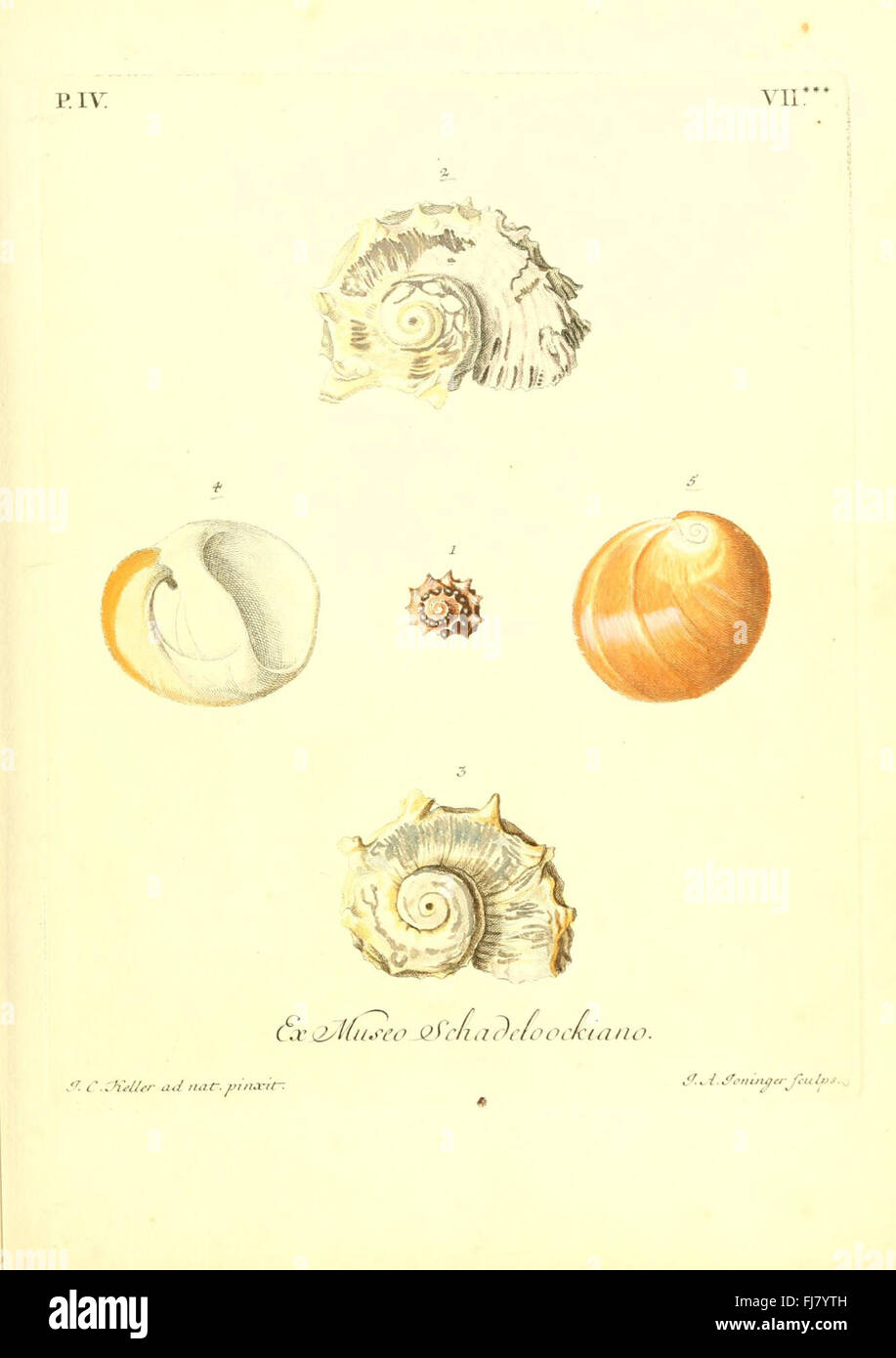 Various species of snails hi-res stock photography and images - Alamy