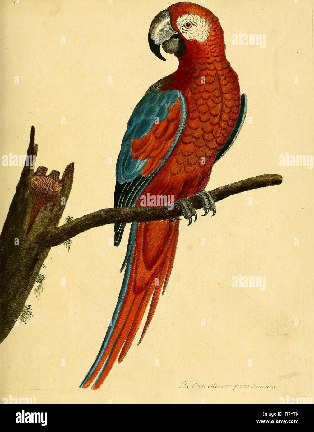 A natural history of birds (Numb. XVII Stock Photo - Alamy