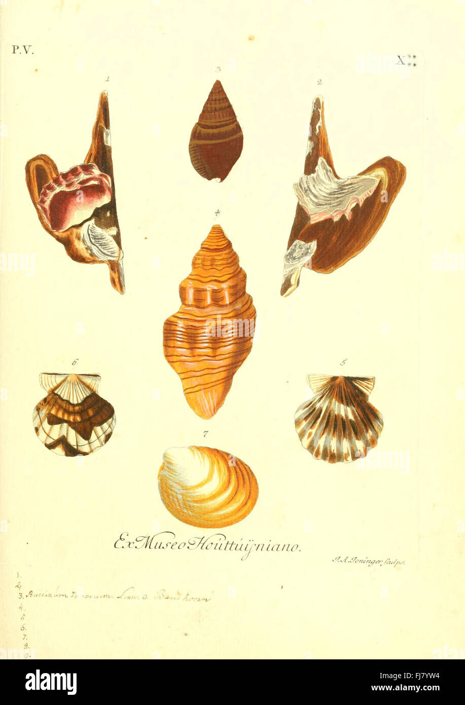Early 19th-century work showcasing mollusks and snails through detailed ...