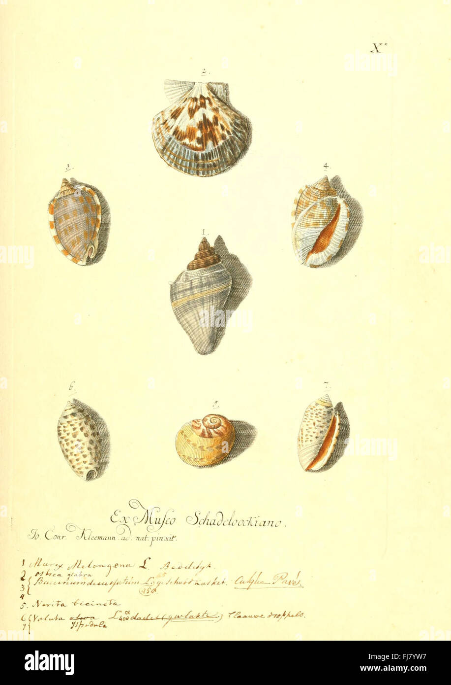 An early work illustrating the beauty and diversity of mollusk species ...