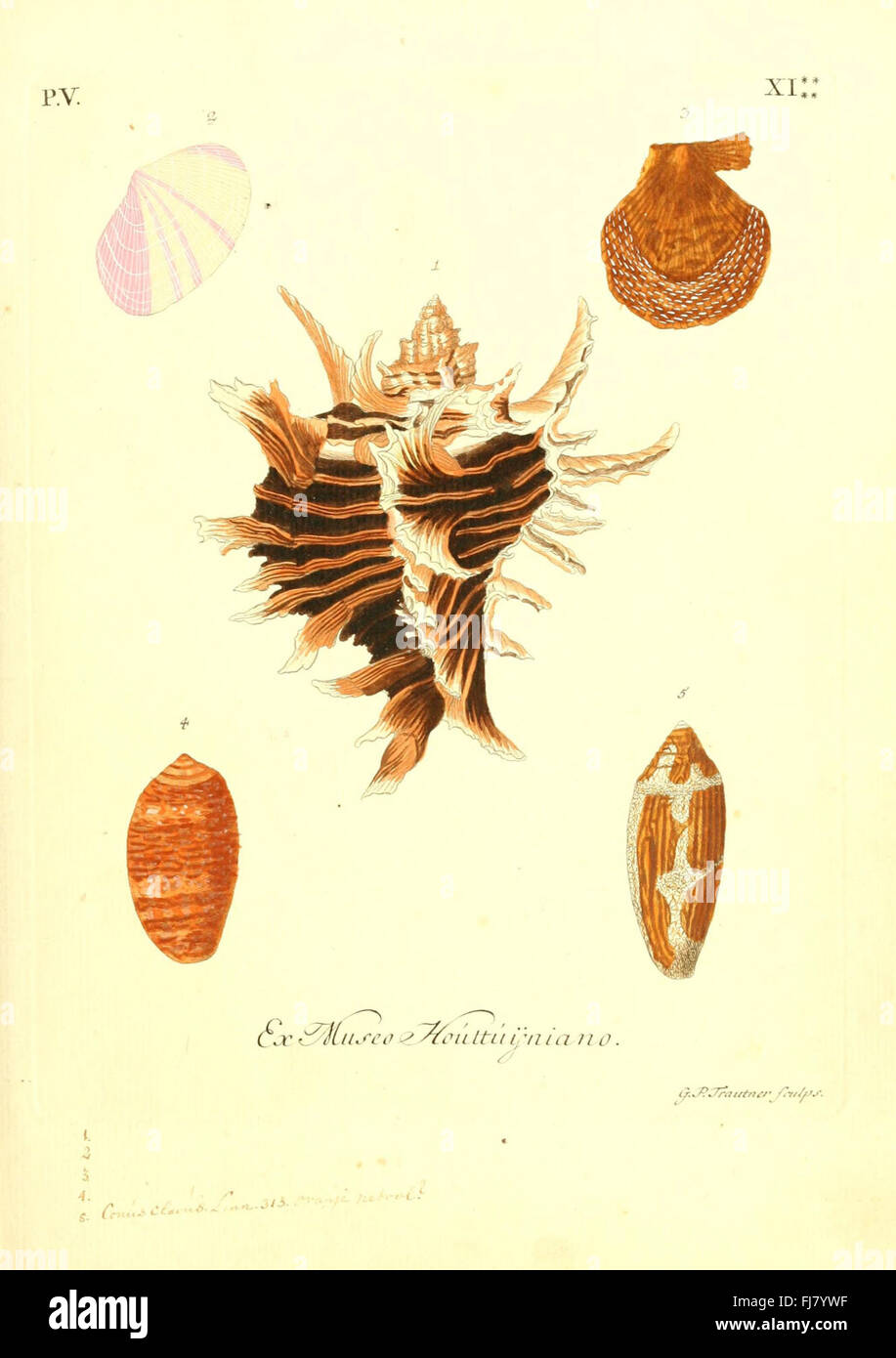 Early works, Mollusks, Pictorial works Stock Photo - Alamy