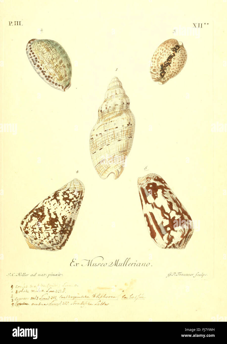 Pleasures of the Eyes and the Mind, Early Works to 1800, Mollusks ...