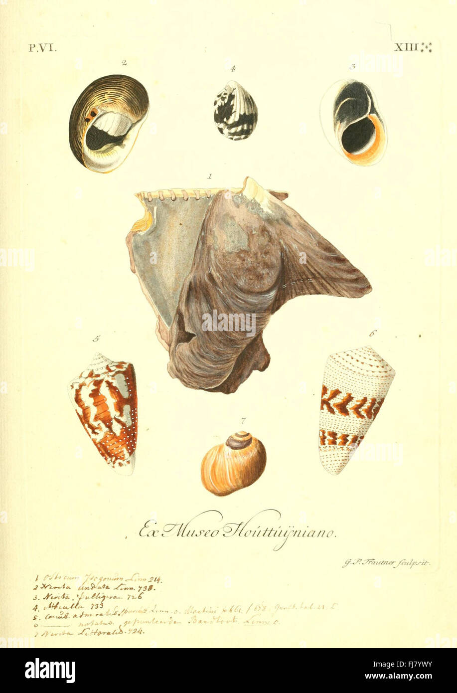 A German work from the 18th century illustrating and describing shells ...
