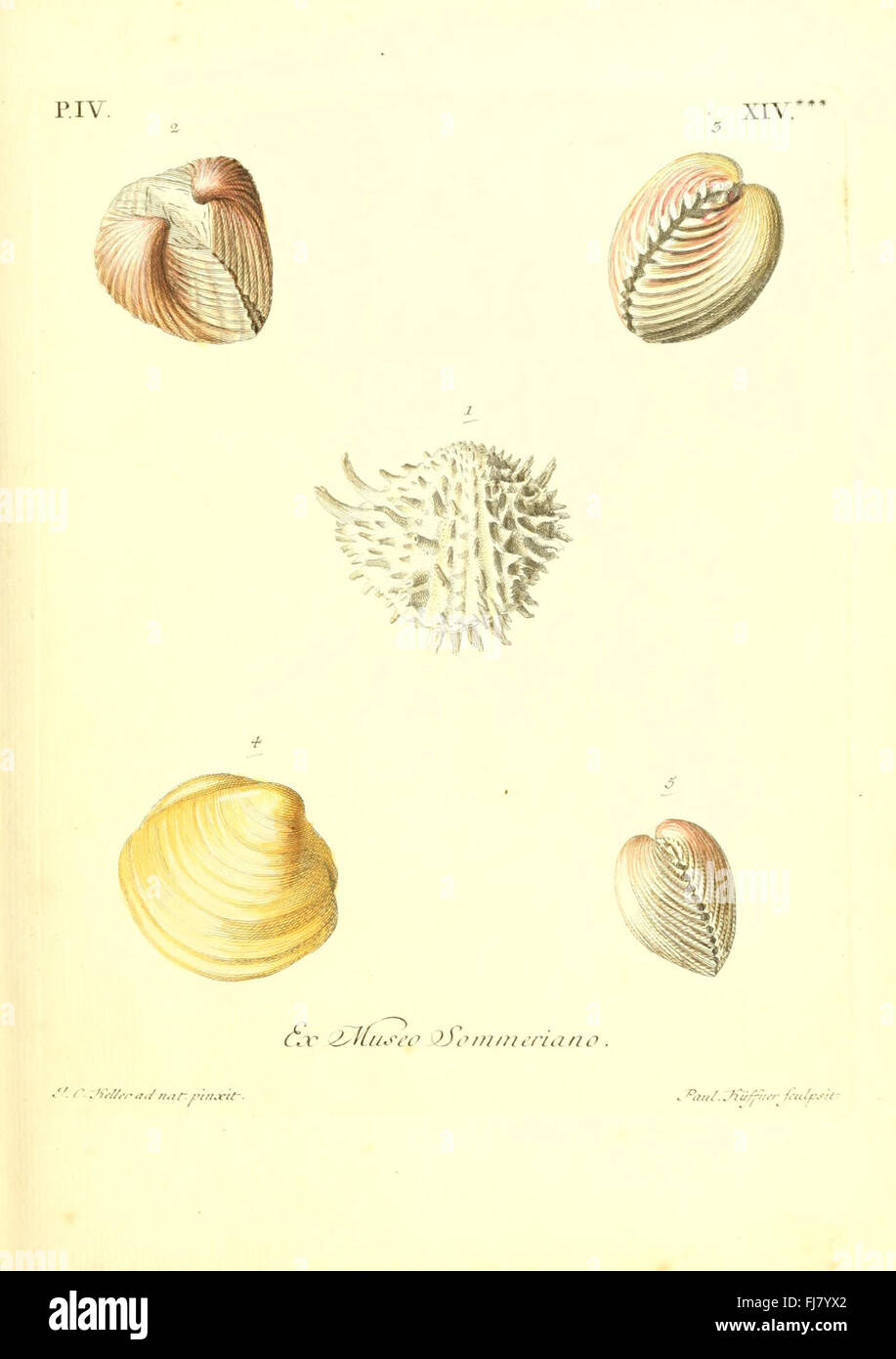 The early 19th-century study, 'The Pleasures of the Eyes and Mind ...