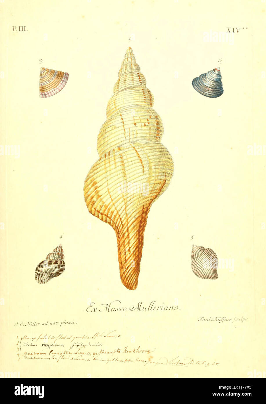 An early work on mollusks, focusing on shell and snail illustrations ...
