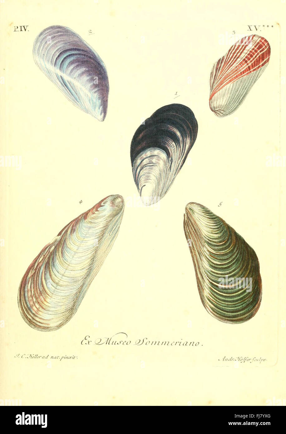 A German early work illustrating mollusks and snails, with a focus on ...