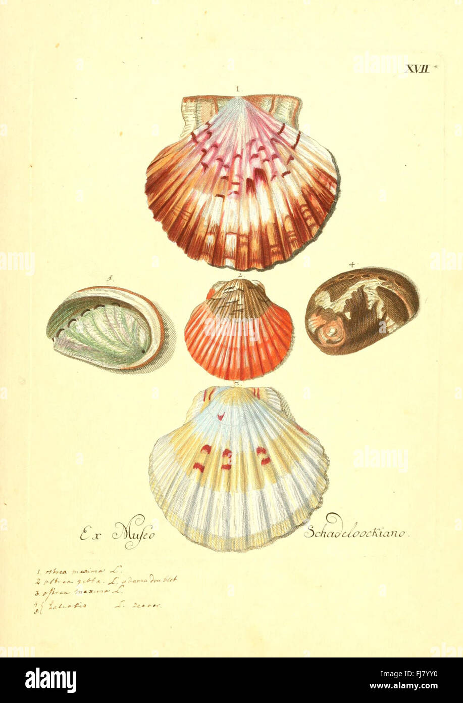 Early works, 1800, Mollusks, Shells, Snails, Pictorial works ...