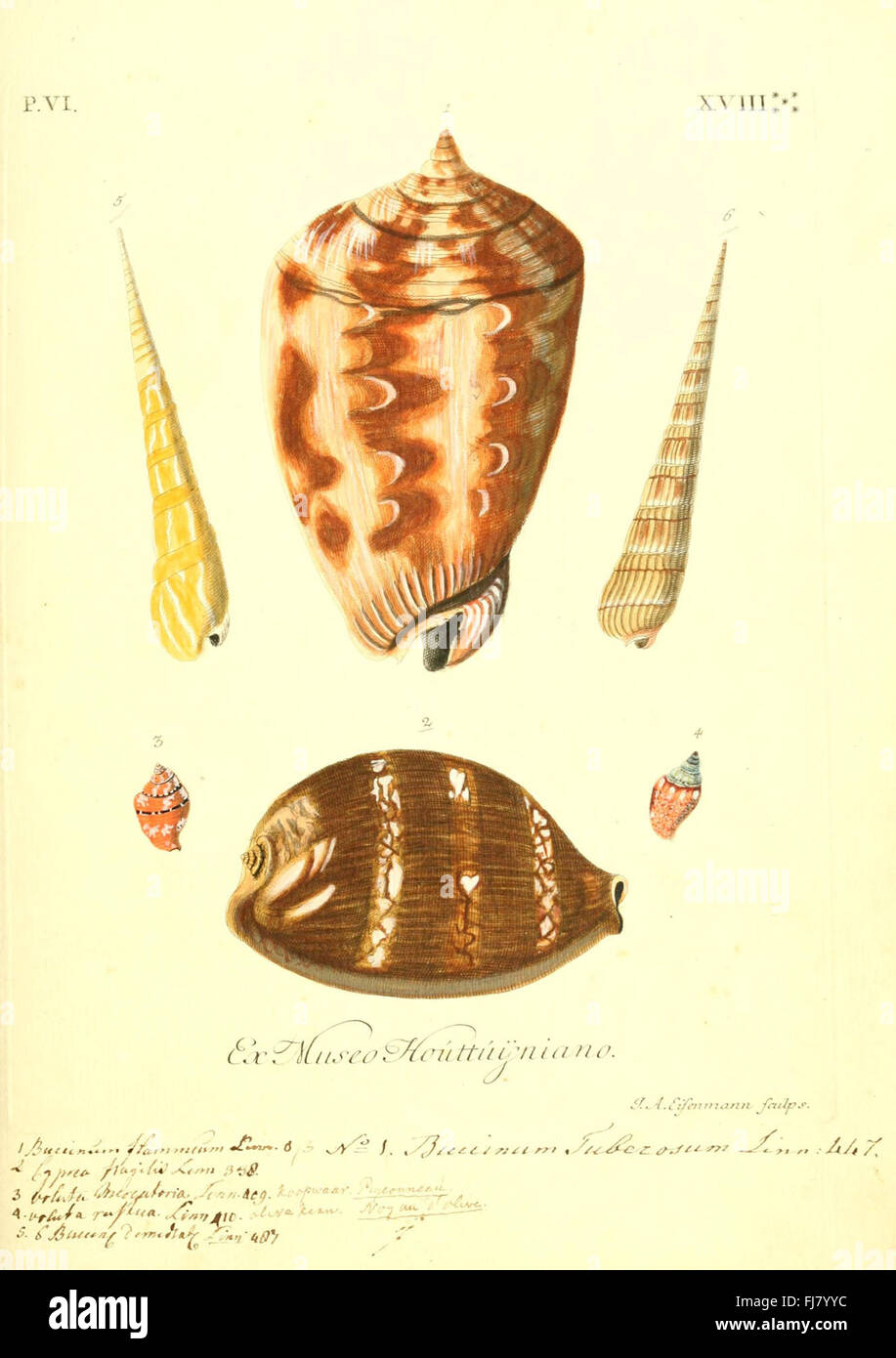 An 18th-century work featuring shells and snails, with a focus on their ...