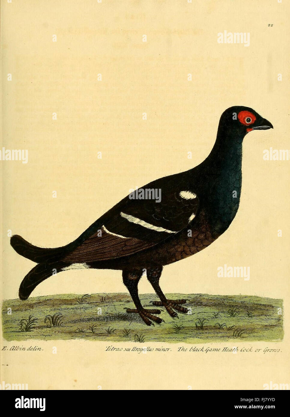A Natural History of Birds (Numb. XXII), a historical work featuring ...
