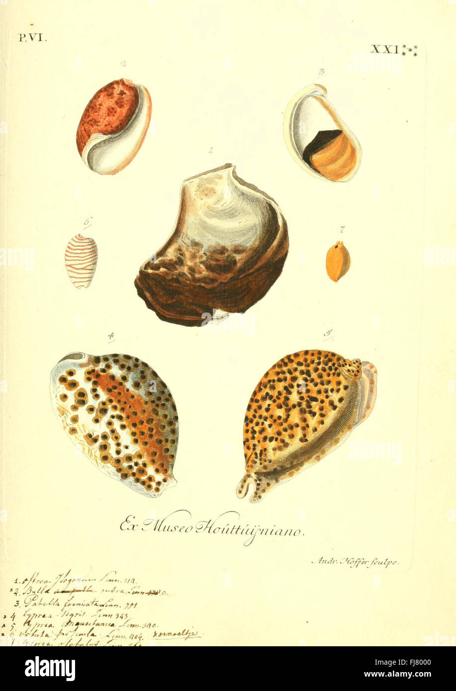 An 18th-century pictorial work featuring detailed illustrations of ...