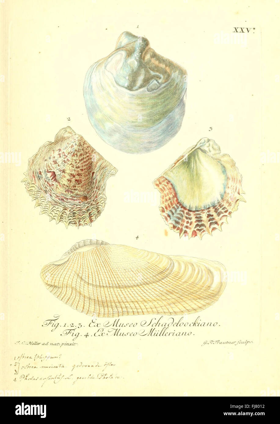 An 18th-century work featuring illustrations of shells and snails ...