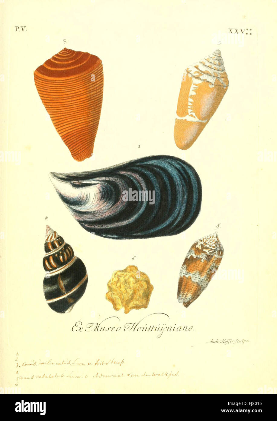 An early work featuring detailed illustrations of mollusks, focusing on ...