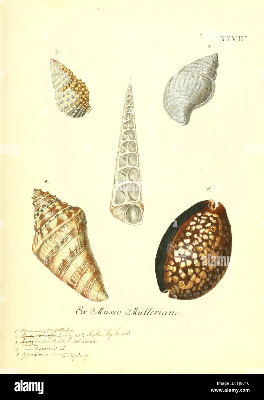 Delight of the Eyes and Spirit: Early Artistic Depictions of Shells and ...