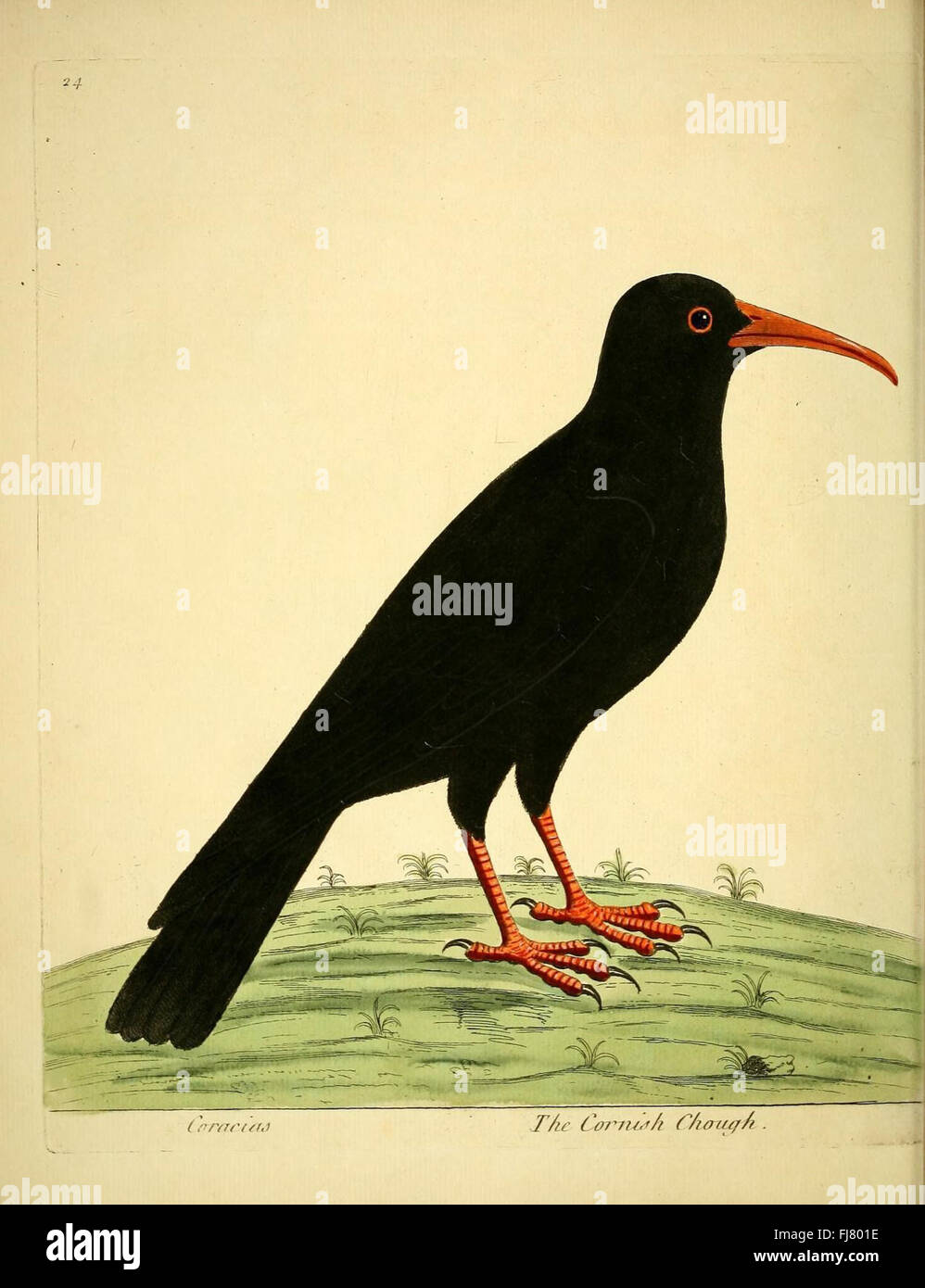 A volume of *A Natural History of Birds*, focusing on the early studies ...