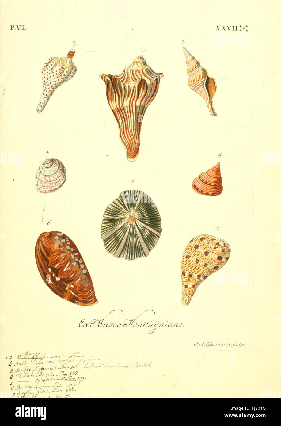 An early 1800s illustration and study of mollusks, with detailed images ...