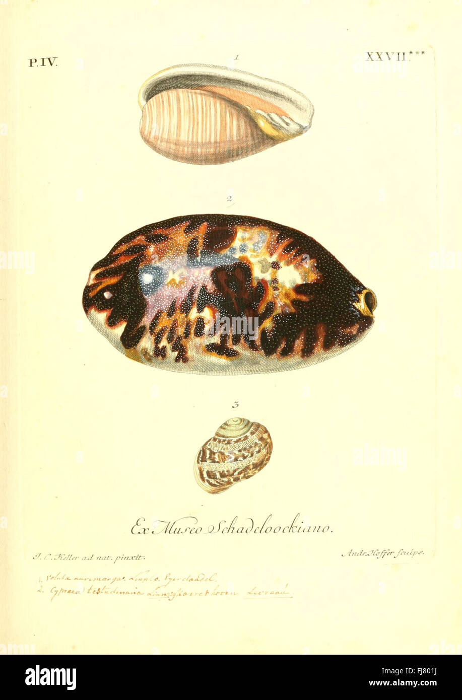 Delight for the Eyes and the Mind, an early 18th-century pictorial work ...