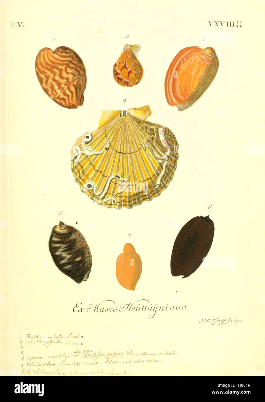 Pleasures of the eyes and the mind (Plate XXVIII Stock Photo - Alamy