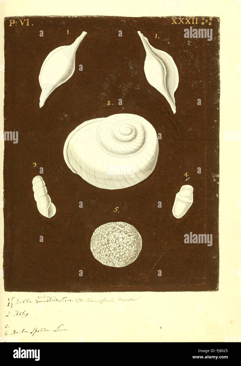 An early work from the 1800s depicting mollusks, including shells and ...