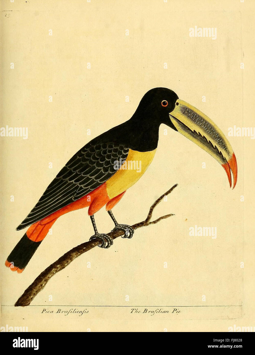 This collection of early works on birds, housed in the Smithsonian ...