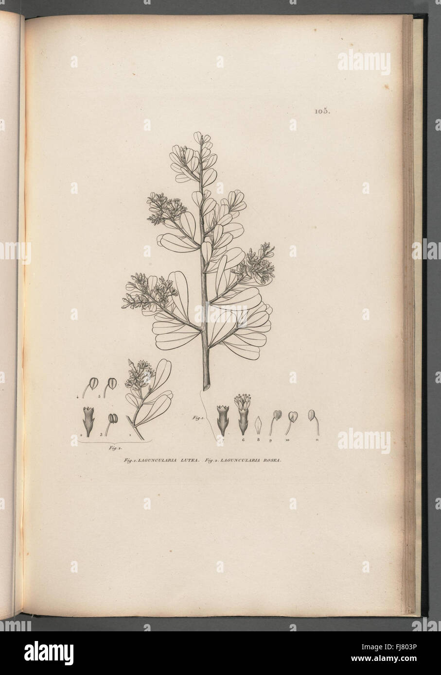 Voyage autour du Monde (Pl. 105 Stock Photo - Alamy