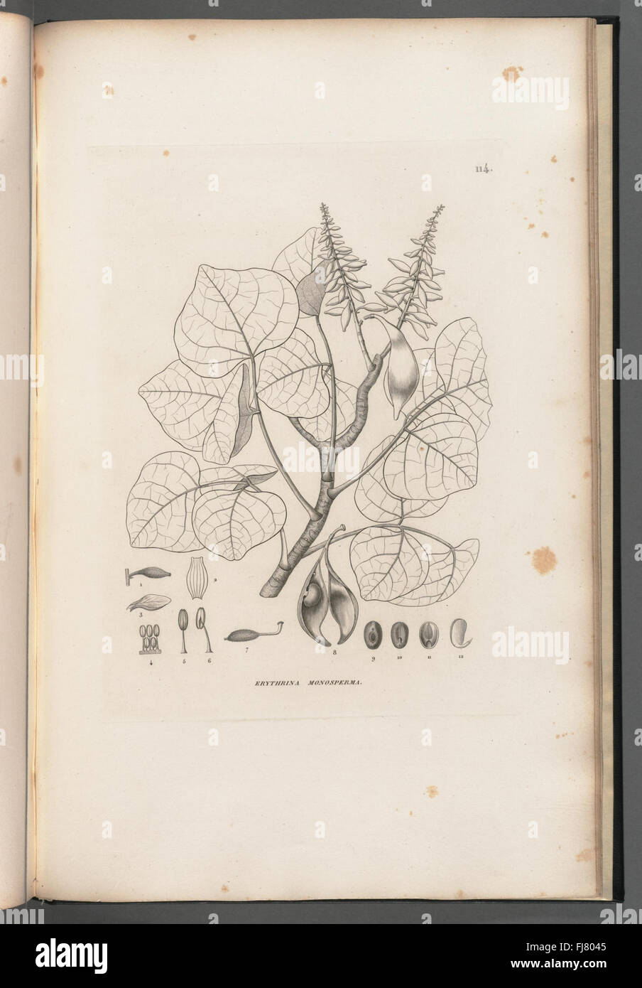 An illustrated account of a world voyage, documenting the flora, fauna ...