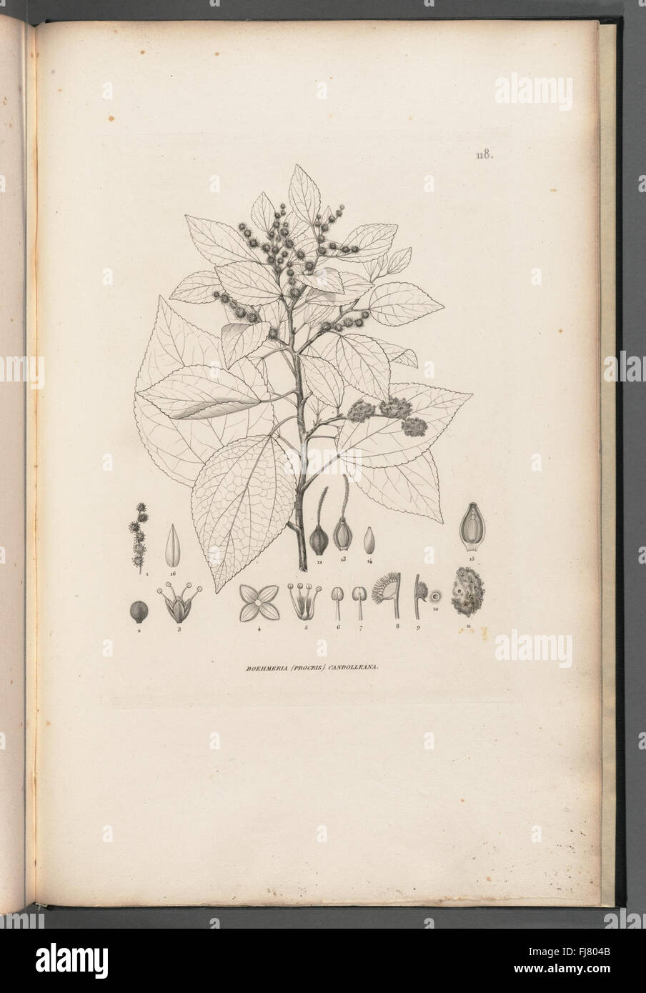 Around the world voyage, global travel, exploration, botanical research ...
