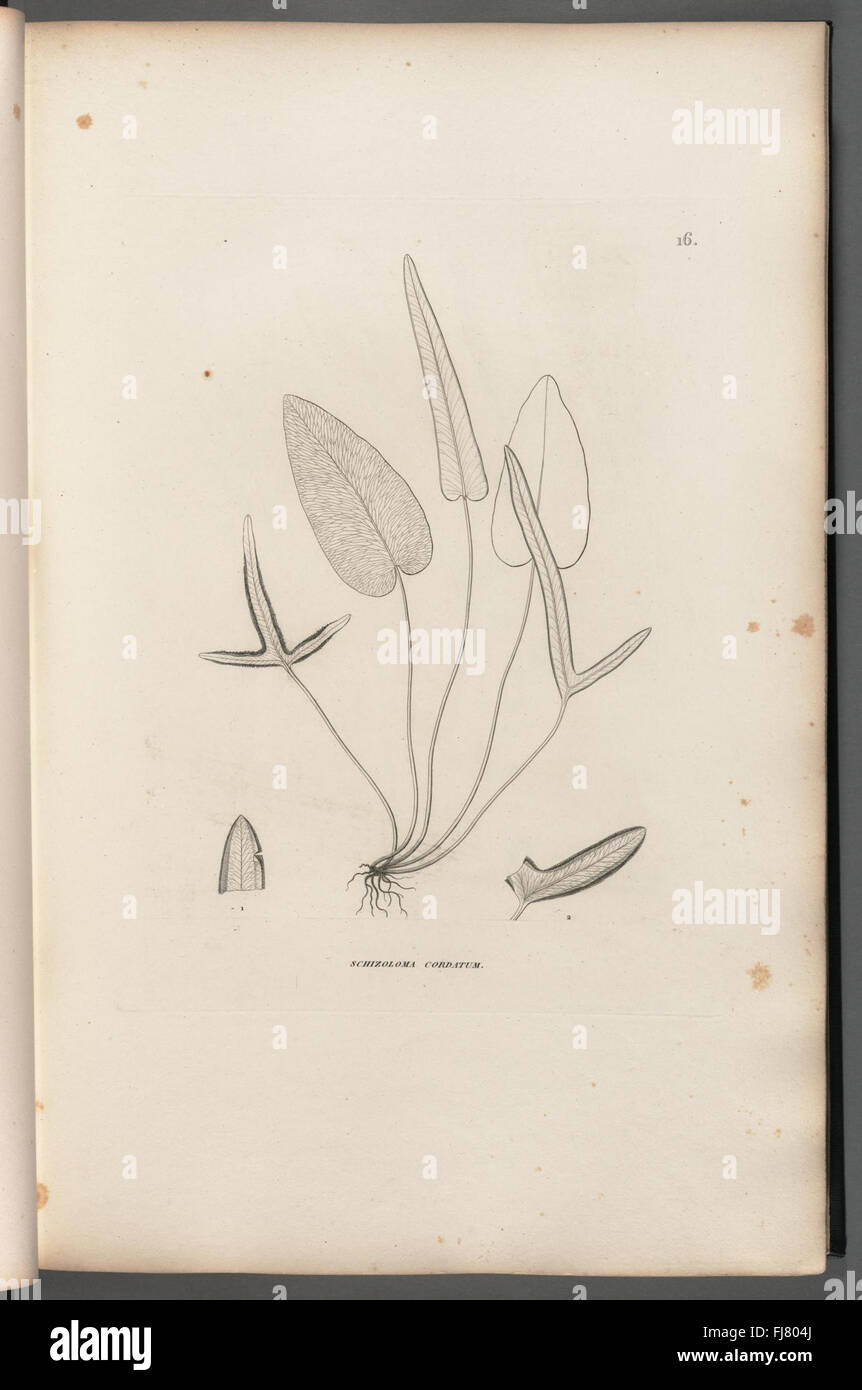 Voyage autour du monde, global journey, world exploration, botanical ...