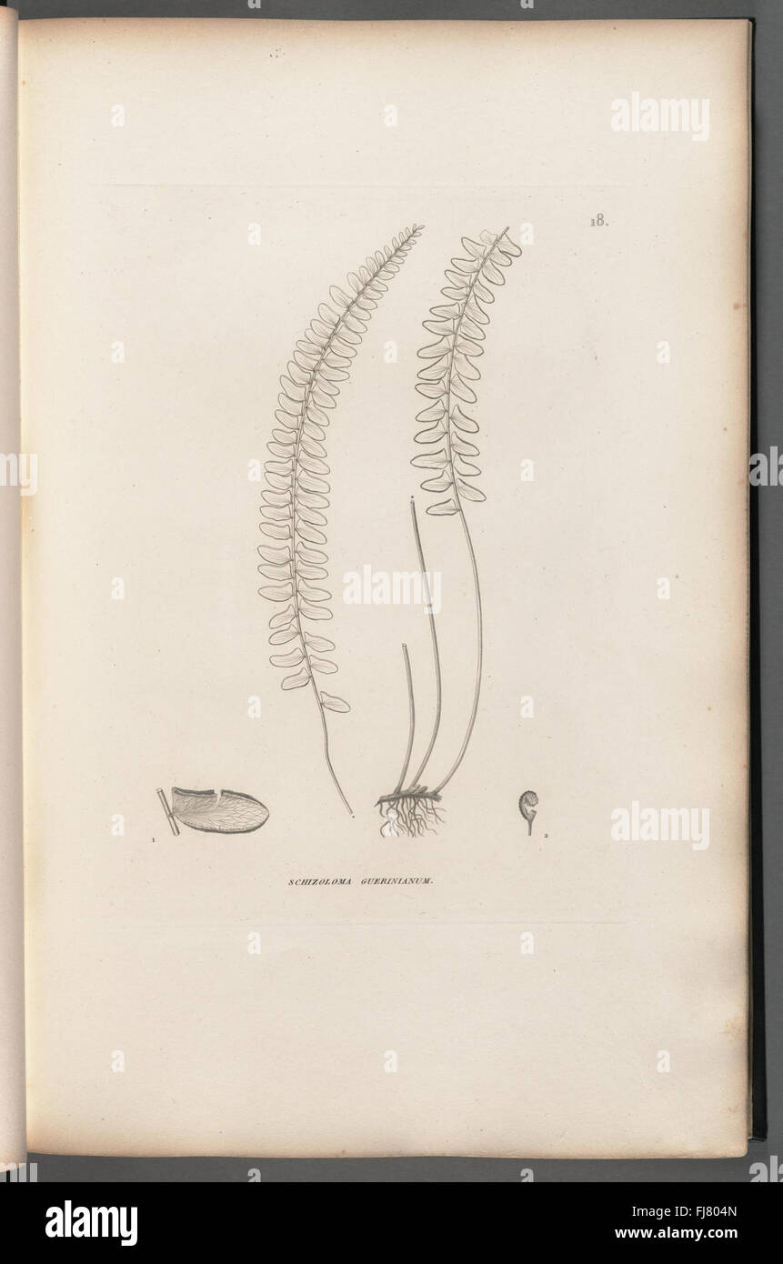Voyage autour du monde (Pl. 18), Missouri Botanical Garden, Peter H ...