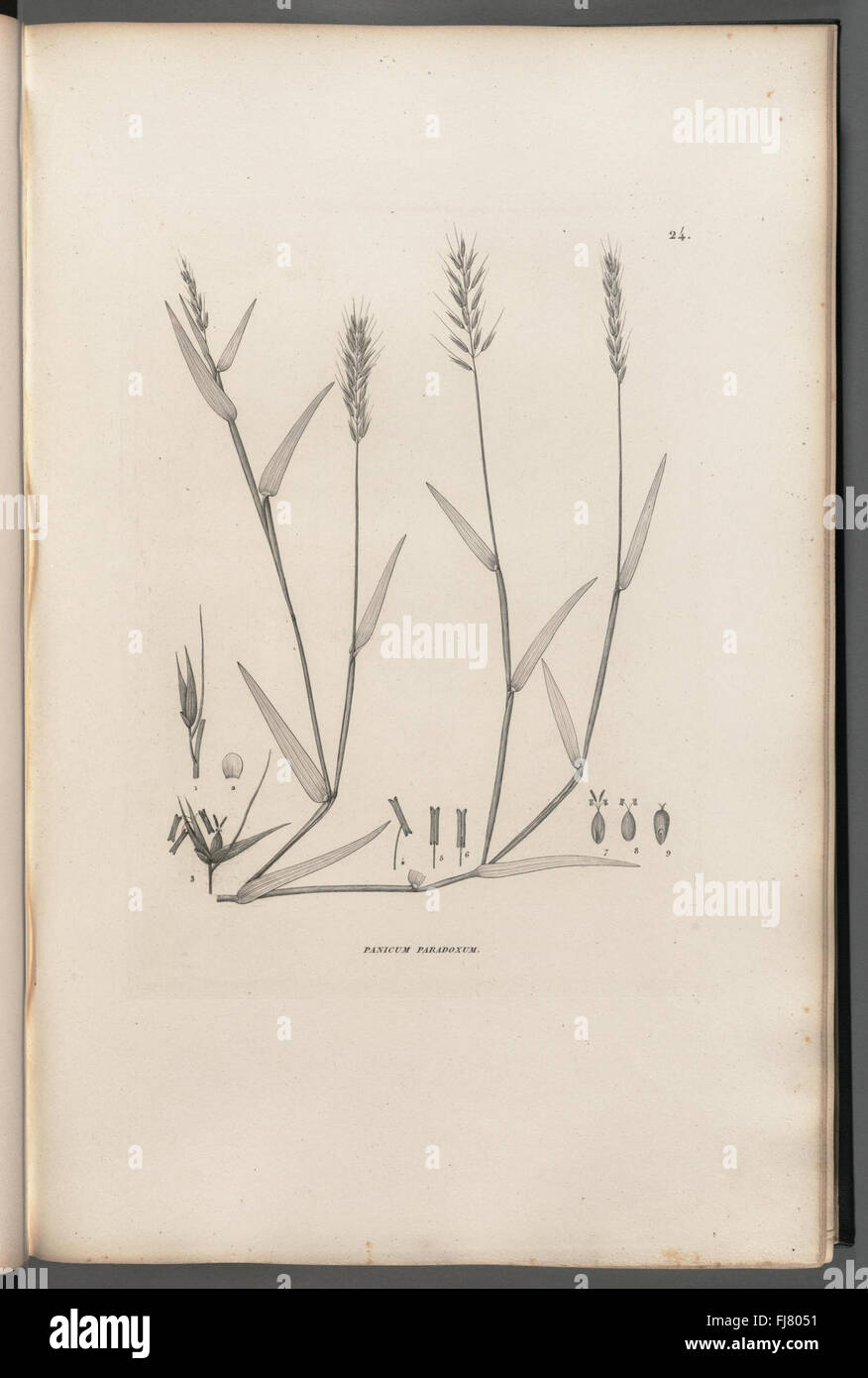 Voyage Around the World, Plate 24, Missouri Botanical Garden, Peter H ...