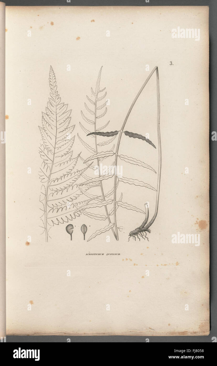 Plate 3 from 'Voyage autour du monde', showcasing various global ...