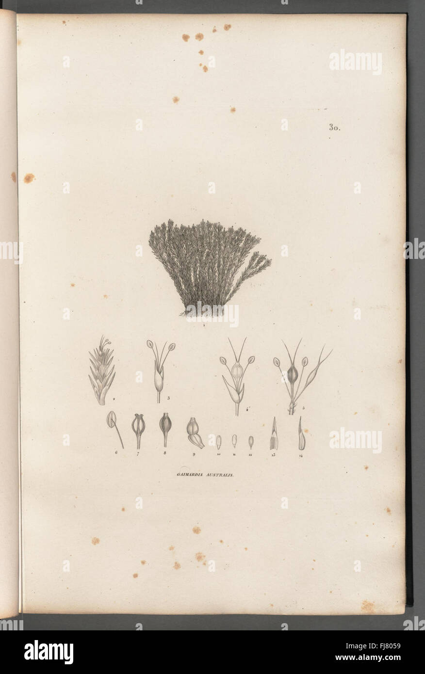 This record of a global voyage includes botanical discoveries and plant ...