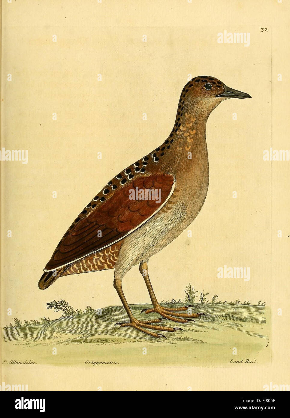 A Natural History of Birds (Numb. XXXII Stock Photo - Alamy