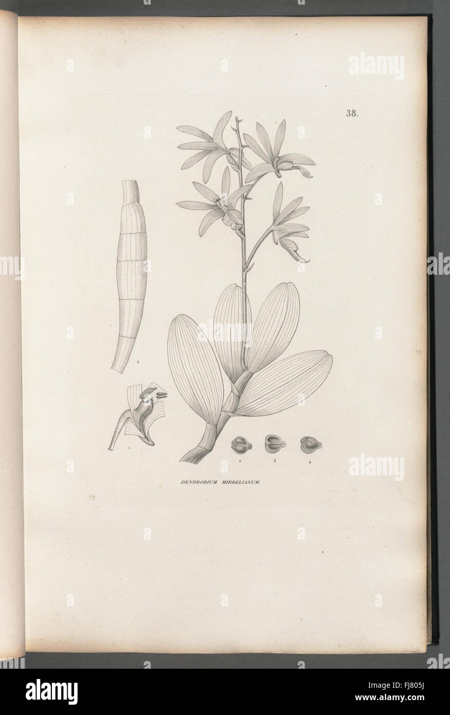 Voyage autour du monde (Pl. 38), Missouri Botanical Garden, Peter H ...