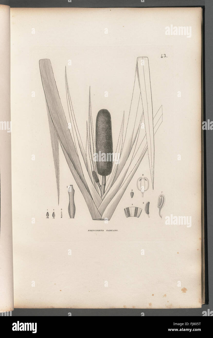 Voyage autour du monde (Pl. 43) ,Missouri Botanical Garden, Peter H ...