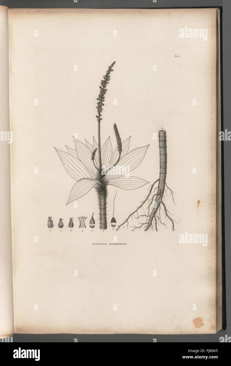 This work documents early 20th-century botanical explorations ...