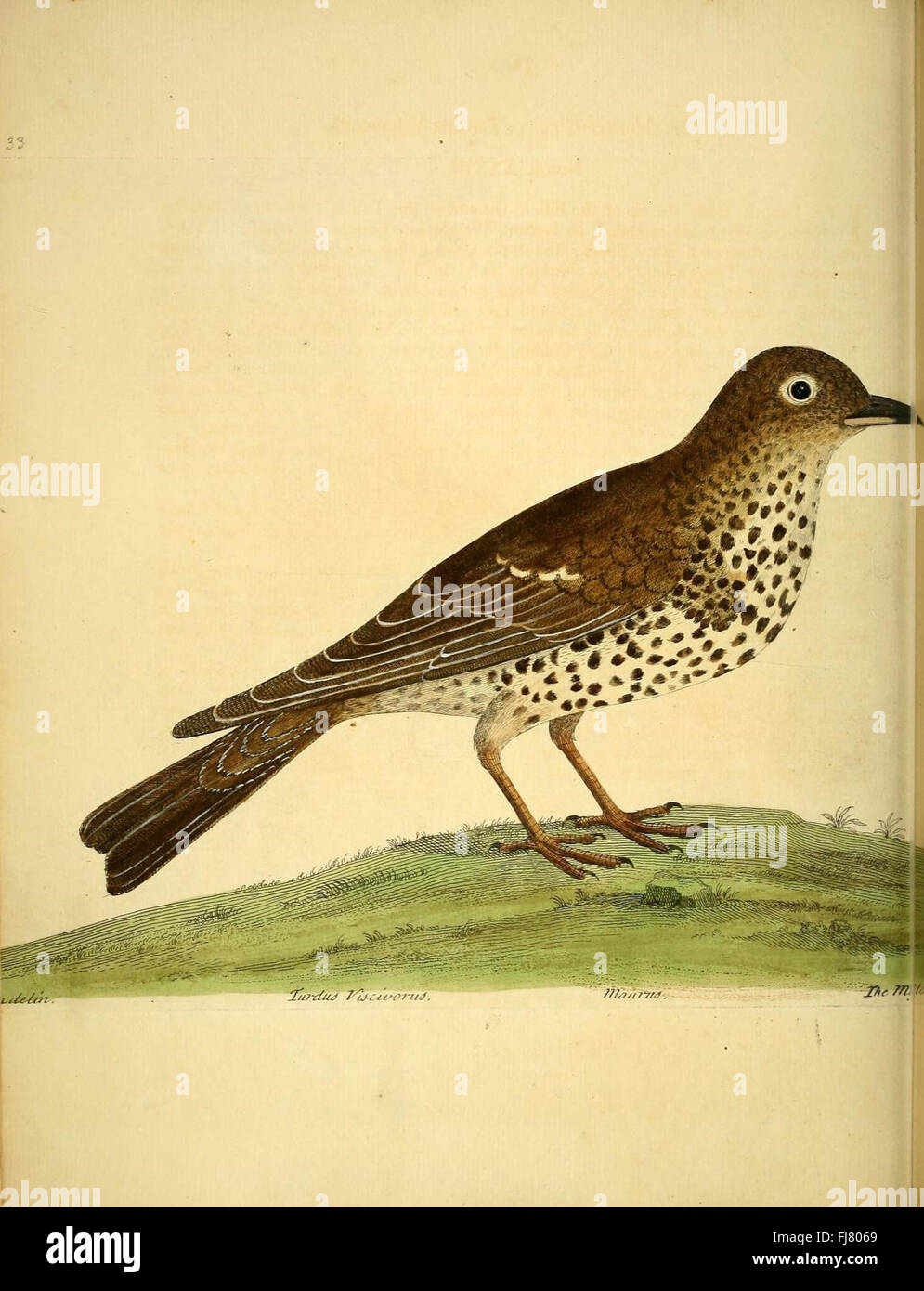 A Natural History of Birds (Numb. XXXIII) - Early Bird Studies in ...