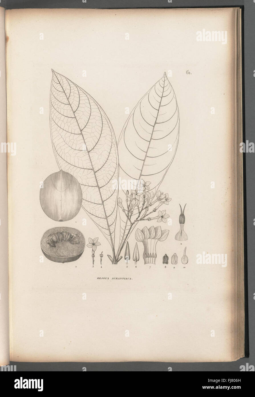 An illustrated account of a global voyage, with botanical studies and ...